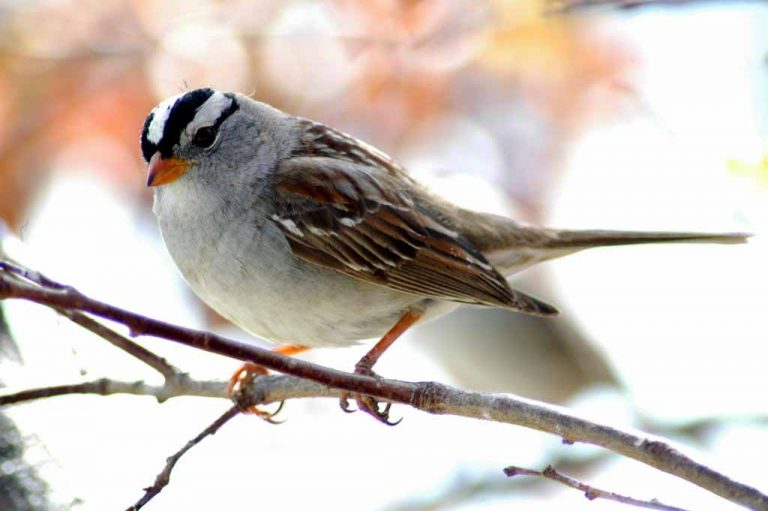 White-crowned Sparrow - John Taylor - South Okanagan Naturalists' Club