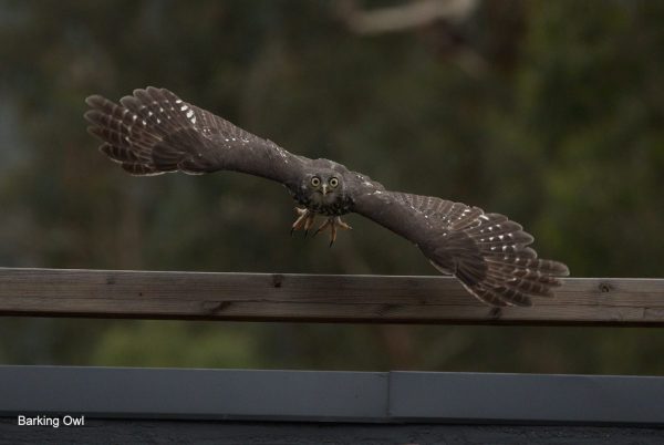 September 2019 The Honker - South Okanagan Naturalists' Club