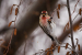 Birds - Finches, Sparrows, Swallows, Warblers, Juncos & more - South ...