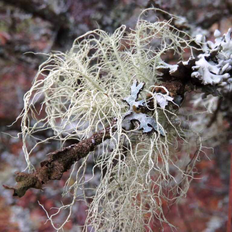 Boreal Beard Lichen - South Okanagan Naturalists' Club