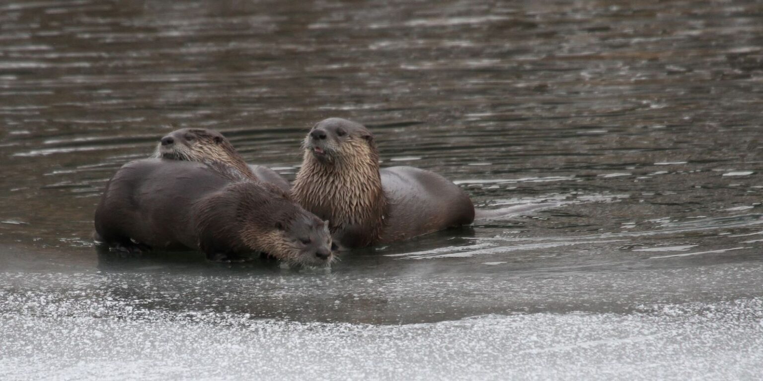 River Otter - South Okanagan Naturalists' Club