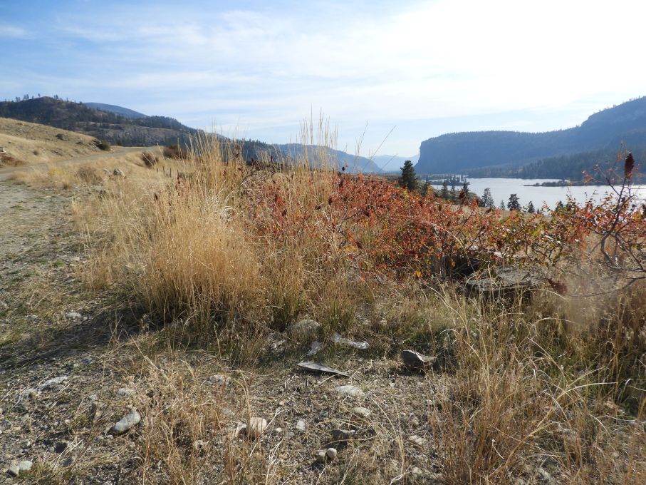 Vaseux Lake & McIntyre Bluff (nʕaylintn) - South Okanagan Naturalists' Club